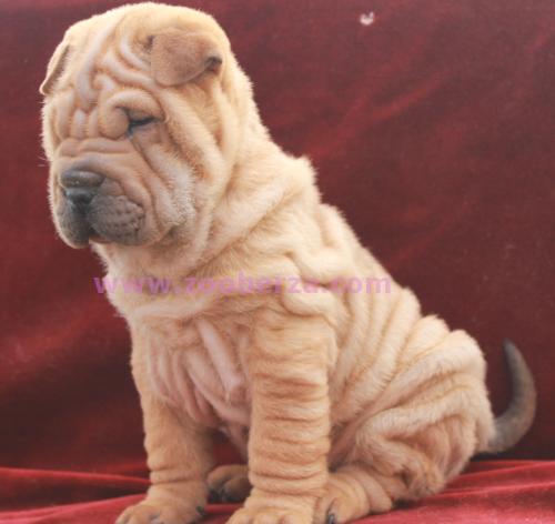 SHAR PEI STENCI PRODAJA