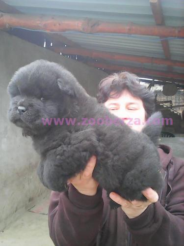 Chow Chow na prodaju