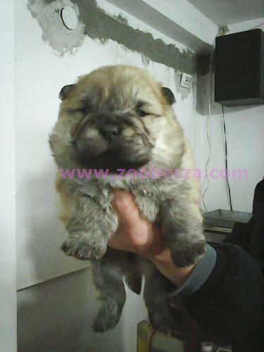 Chow Chow na prodaju