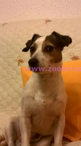 Jack Russell Terrier