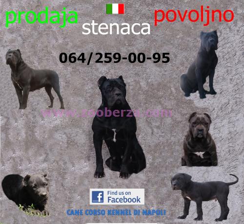 Prodaja stenaca CANE CORSO