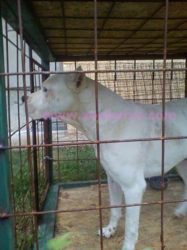 argentino dogo