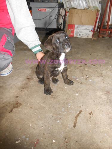 Cane Corso