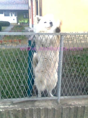 Samojed za parenje!