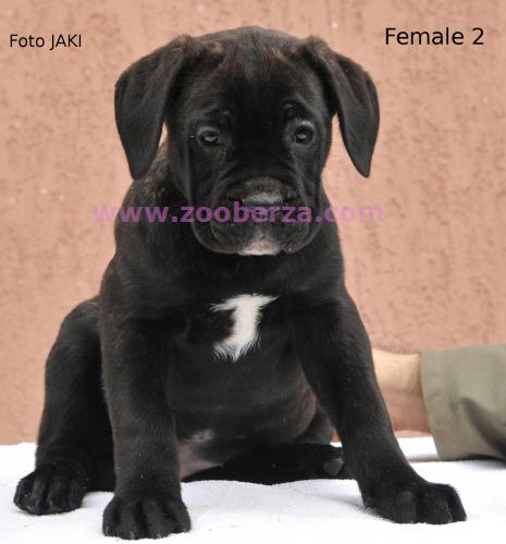 CANE CORSO ŠTENAD