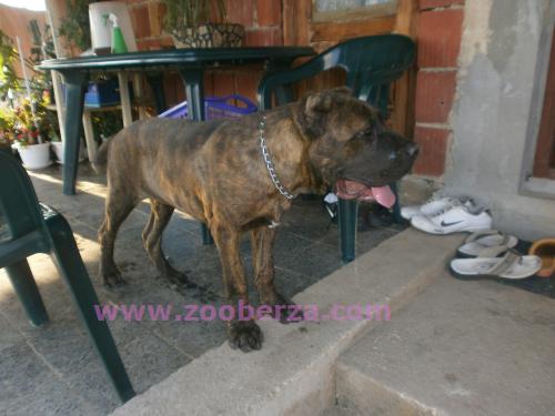 Cane Corso