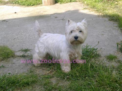 westie