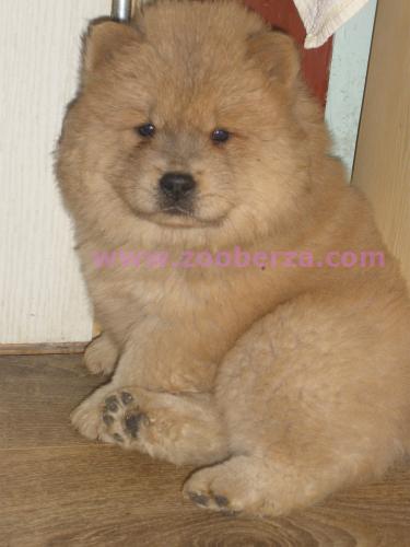 Chow Chow