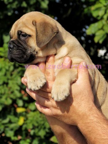 Bullmastiff stenci