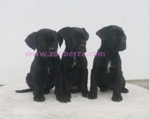 Cane Corso stenad