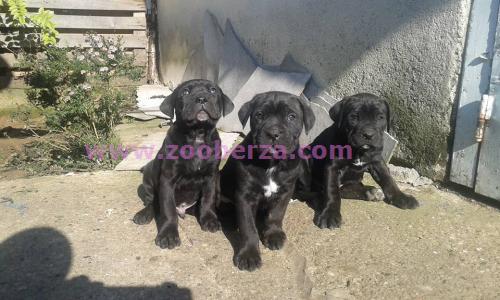 Cane corso