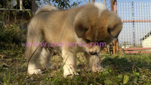 Japanska Akita Inu