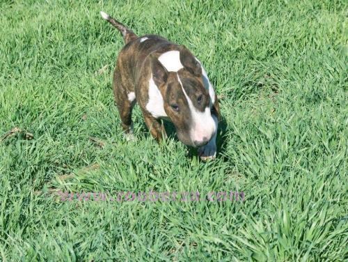 Bull Terrier Vrhunska zenka