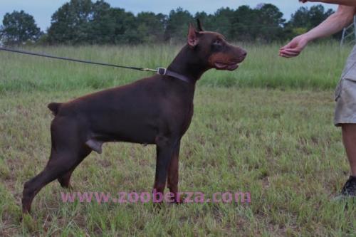 Doberman pedigre