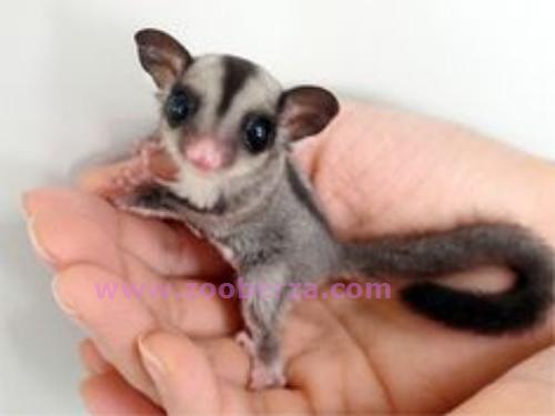 Sugar glider / leteca veverica