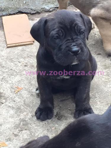 Cane Corso stenci na prodaju