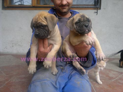 BULLMASTIFF