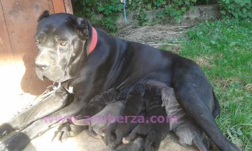 Cane corso