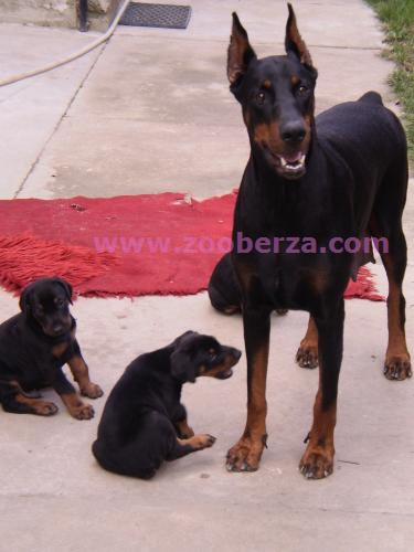 Stenci dobermana