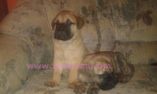 Bullmastiff stenci na prodaja