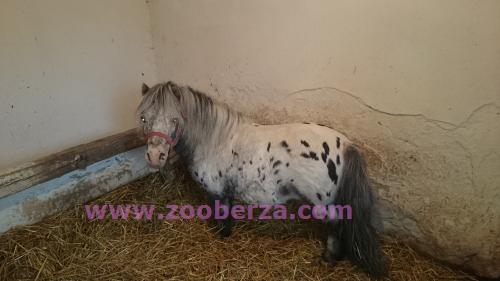 Prodajem pony appaloosa pastuva