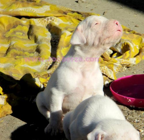 Dogo argentino/ Argentinski pas štenad