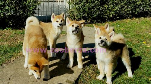 Akita inu stenci