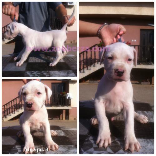 Dogo Argentino stenad