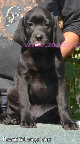 na prodaju stenci labrador retrivera