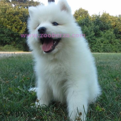 Samojed stenci