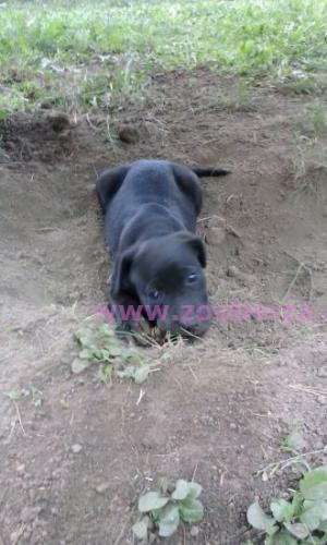 Mesanka labradora i pitbula