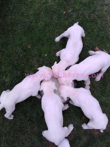 Doga argentino