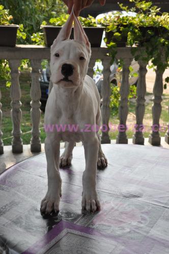 Dogo Argentino Stenci