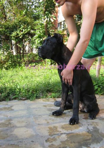 cane corso zensko stene