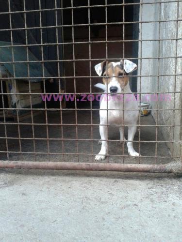 Jack Russell Terrier