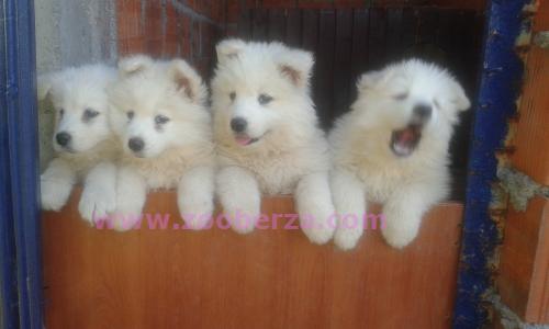 samojed prodaja