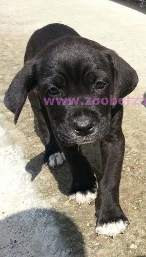 Cane Corso kucici