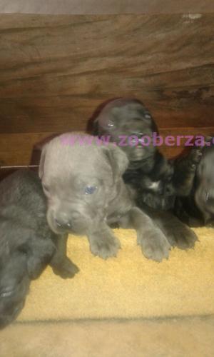 Cane Corso stenci povoljno