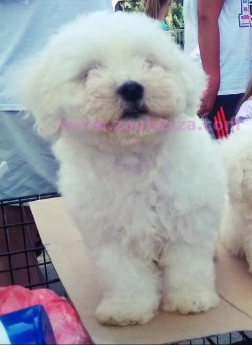 Kovrdzavi bison/Bichon frise