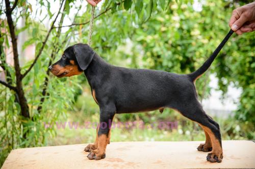 Doberman stenad