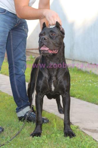 Cane Corso