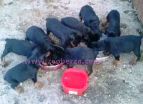 Doberman stenad Beograd