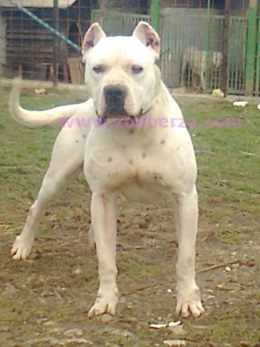 dogo argentino