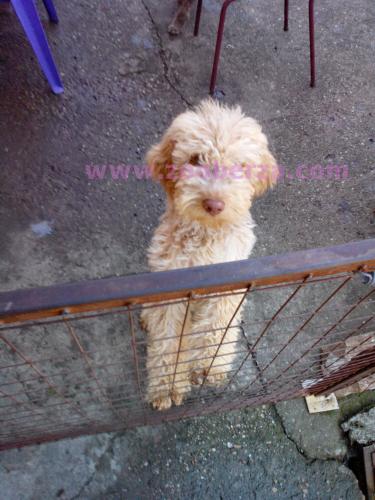 Lagotto Romagnolo