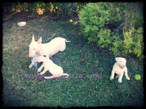 Bull terrier