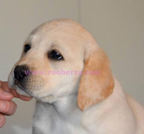 Labrador retriver