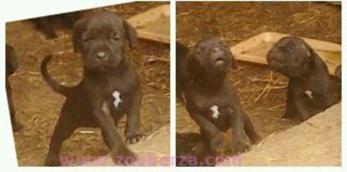 cane corso izvrsni stenci bez papira