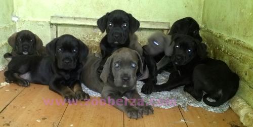 cane corso stenci