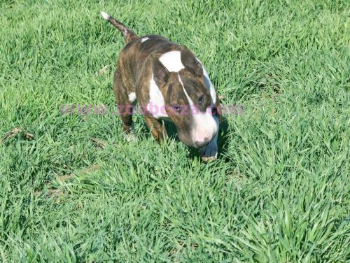 Bull Terrier Vrhunska zenka