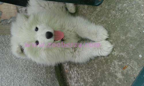 Sibirski samojed